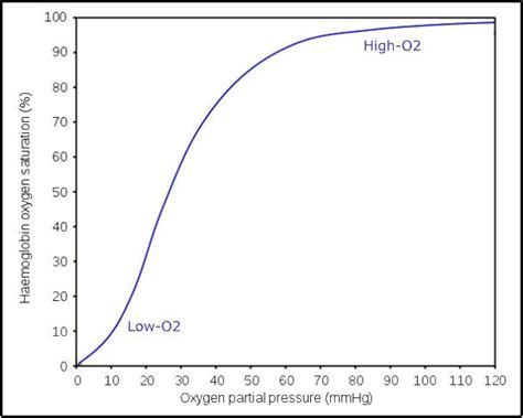 Haemoglobin Oxygen Dissociation Curves And The Bohr Effect — Online A Level Biology Tutor