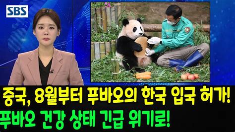 Sbs Tv 보도 중국 8월부터 푸바오의 한국 입국 허가 푸바오 건강 상태 긴급 위기로 Youtube