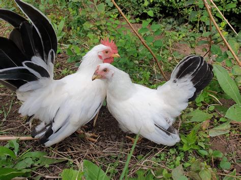 Bantam Chickens White At Nate Hocking Blog