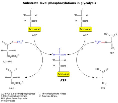 Substrate Level Phosphorylation Energy Roles