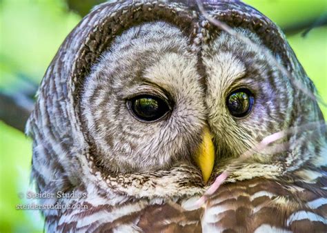 Barred Owl Eyes