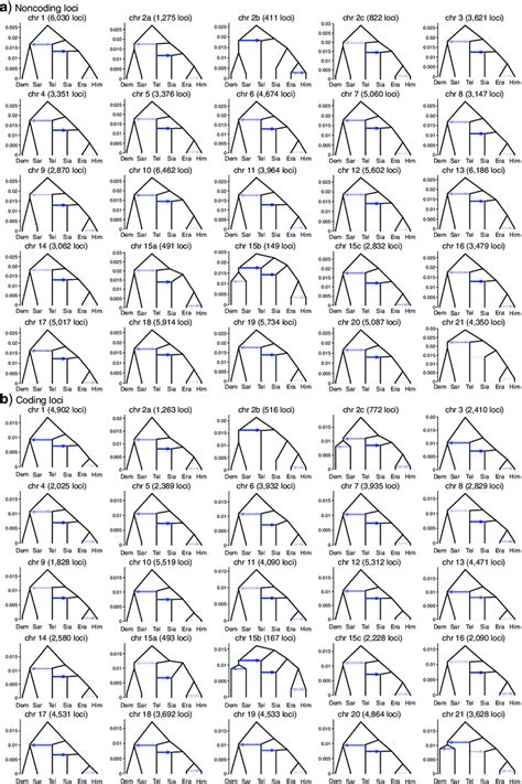 Estimated Introgression History In Each Chromosomal Region Obtained Download Scientific Diagram