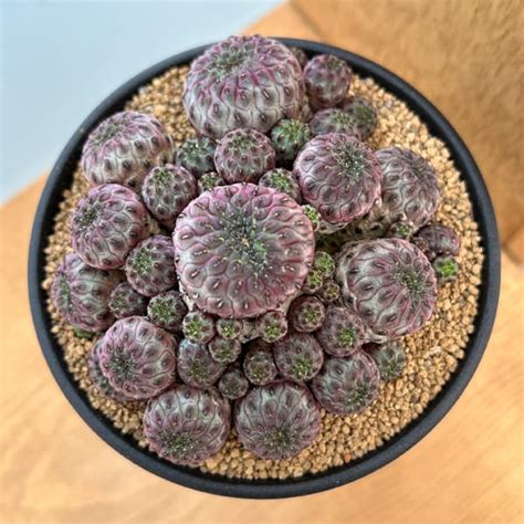 サボテンスルコレブチア ラウシー 3 5号鉢植え の通販 園芸ネット