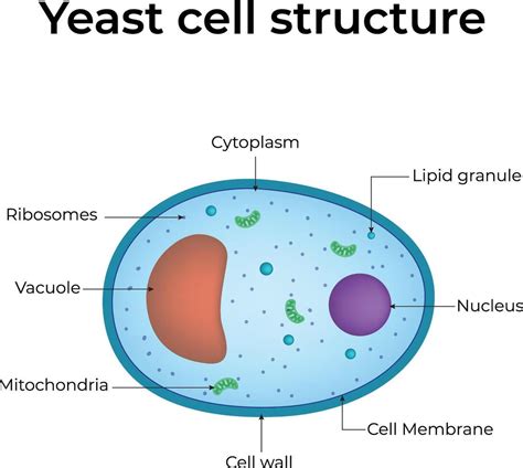 Yeast Cell Structure Design Illustration 56049553 Vector Art At Vecteezy