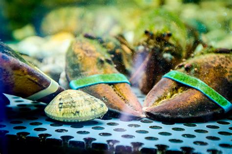 판매를 위한 다채로운 가재 레스토랑에서 수족관 내부 바다 갑각류 갈고리 발톱에 대한 스톡 사진 및 기타 이미지 갈고리 발톱 감금 상태 갑각류 Istock