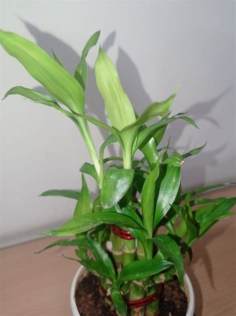 Infection Detection Object Detection Dataset By Plant Health