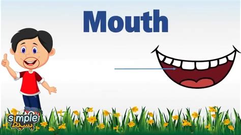 الدرس الرابع تعليم الأطفال أعضاء جسم الانسان باللغة الإنجليزية Youtube