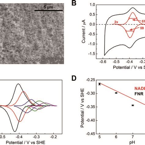 Electrochemistry Of Ferredoxin Nadp⁺ Reductase Fnr Immobilized At An Download Scientific