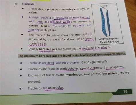 A Tracheids Tracheids Are Primitive Conducting Elements Of Xylem