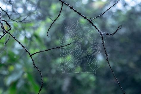 Create Svg Progress Circle So Yes We Are Talking About An Html By