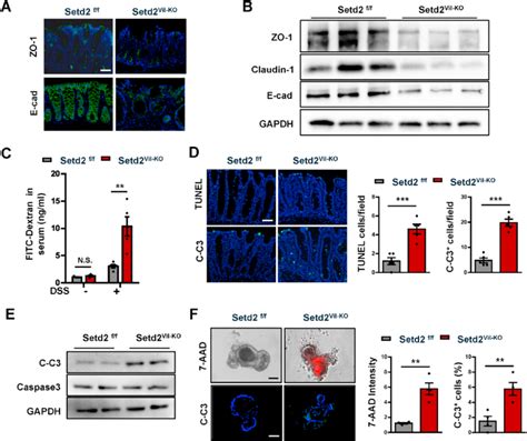 Loss Of Setd2 In Iecs Induces Cell Apoptosis And Barrier Damage A