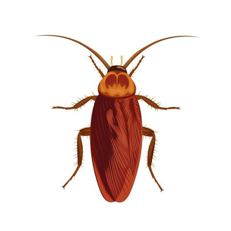 Cockroach Vector Art Icons And Graphics For Free Download