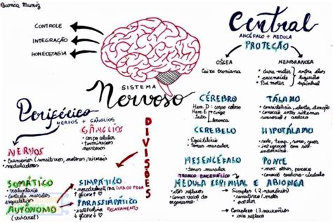 ᐈ Mapa Mental Del Sistema Nervioso Central Y Periférico Sistema