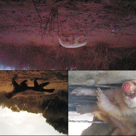 A A Normal Coloured Honey Badger Photographed In De Hoop Nature