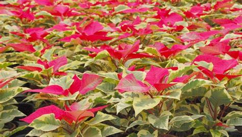 Poinsettia Tapestry Diy Project