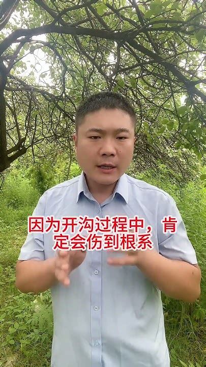 果树施肥管理 果树种植 果树管理 果园管理 果树管理技术 果树 Youtube