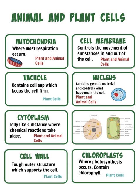 The Ultimate Guide Understanding The Labelled Diagram Of A Plant And