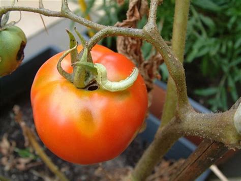 Зелени гъсеници ядат доматите Български Фермер