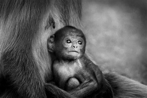 Yashas Narayan From Amateur To Professional Nature Ttl