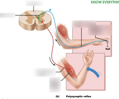 Figure 212b Polysynaptic Reflex Arcs Diagram Quizlet