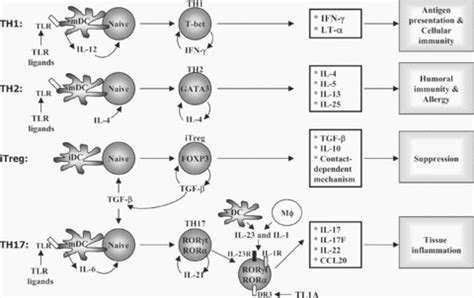 Differentiation of T helper cell subsets Naïve CD4 T cells upon
