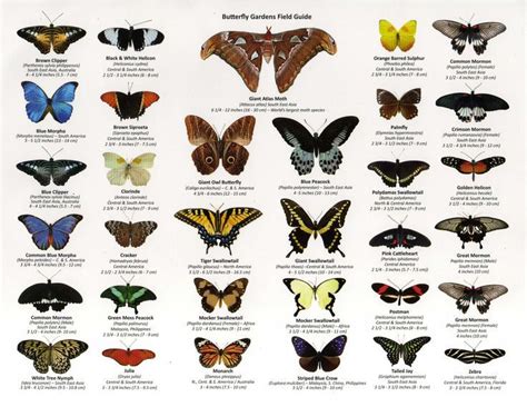 Butterflies Types And Names At Dollie Guth Blog