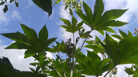 피마자아주까리열매ㆍ기름 그리고 효능 네이버 블로그