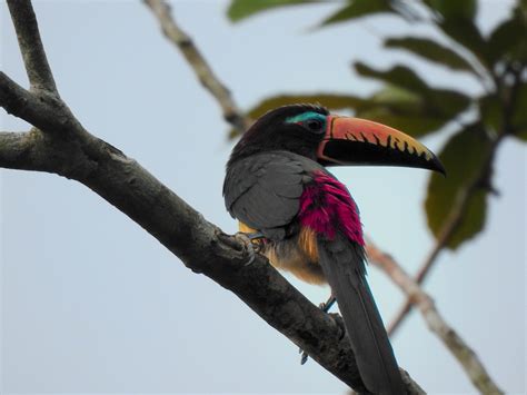 Colombia Las Políticas Que Abordan La Biodiversidad Muestran Vacíos En