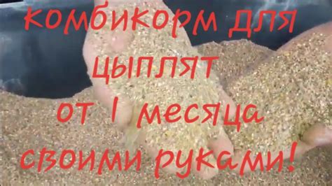 Комбикорм для цыплят от 1 месяца своими руками! - YouTube