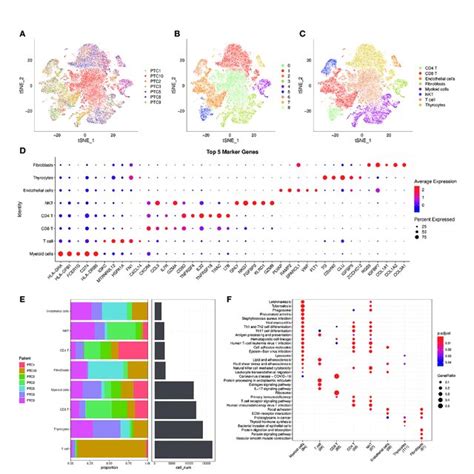 Analysis Of 8 Cell Lineages A T Sne Plot Of Filtered Cells Colored Download Scientific