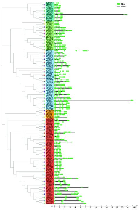 Gene Structures Of The Grfs The Grfs From Different Species Were Download Scientific Diagram