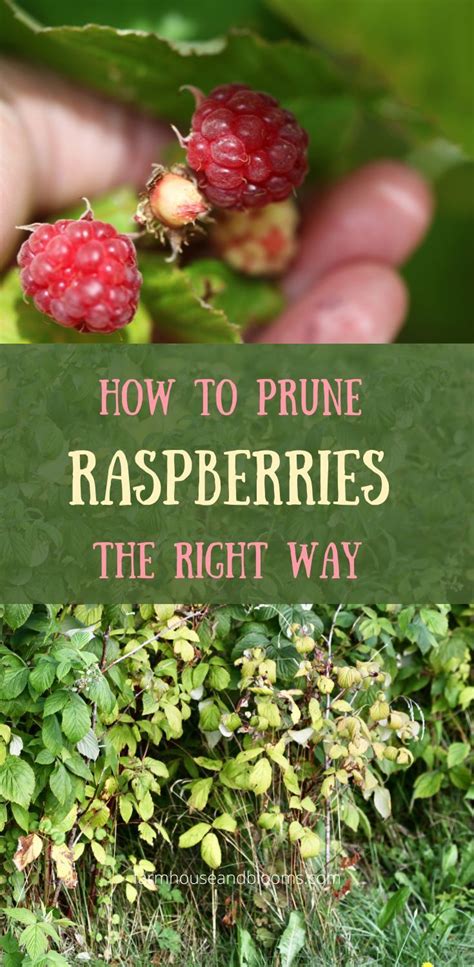 How To Prune Raspberries The Right Way Raspberry Bush Raspberry Plants Gardening Raspberries How To Prune Raspberries The Right Way Raspberry Bush Raspberry Plants Gardening Raspberries
