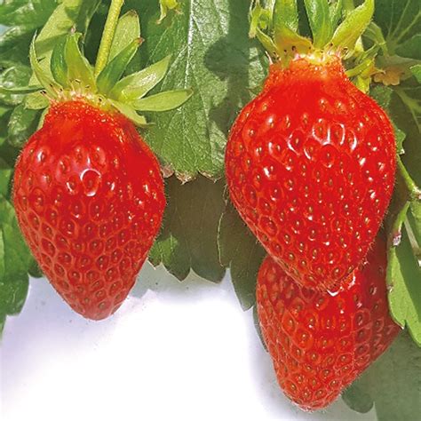 농가직송 달콤한 설향 딸기 1kg수확모습 그대로 안전배송 티몬