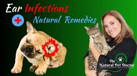 Canine Ear Yeast Infection Treatment At Marvin Goff Blog