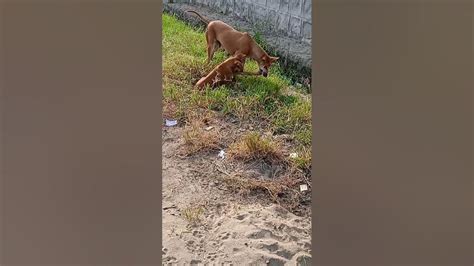 அம்மா வா கொஞ்சிக்கலாம் என் பிள்ளை என்னை மாதிரியே அழகு Youtube