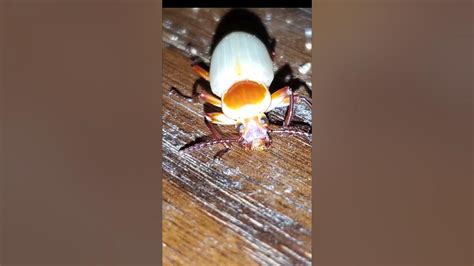 How To Sex Superworm Beetles Superworm Breeding Superworms