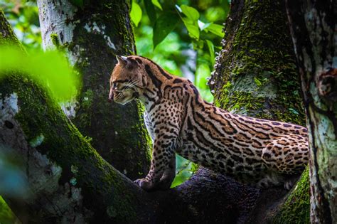 18 Fun Facts About Ocelets The Elusive Wild Cats