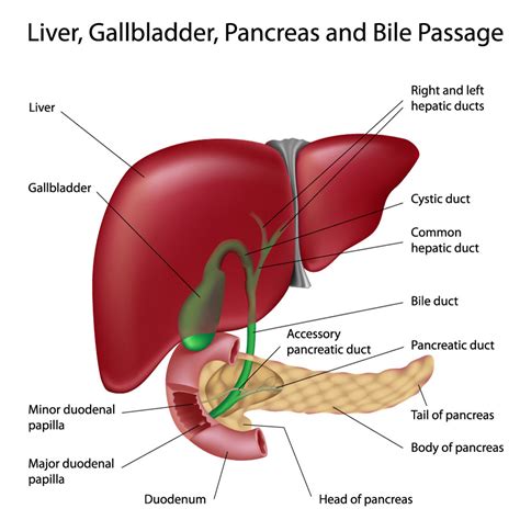 Primary Sclerosing Cholangitis Psc