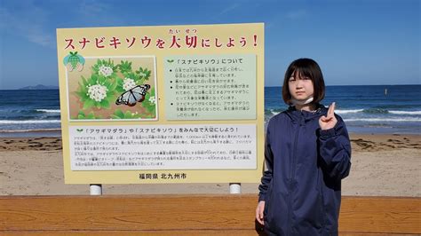 福岡県 岩屋海岸のスナビキソウ 2023 YouTube