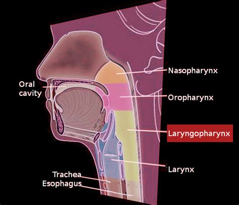 Laryngopharynx Anatomy