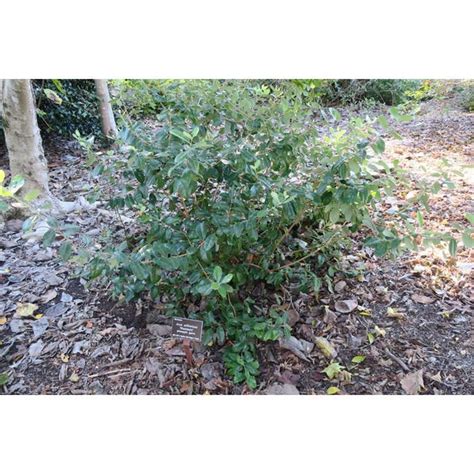 Acca Sellowiana Feijoa Guava Guavasteen Pineapple Guava North