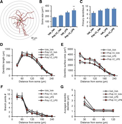 Sholl Analysis Of Dendritic Morphology In The Bla After Immune