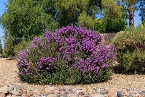 Top Drought Resistant Plants That Thrive In Texas Heat Texas