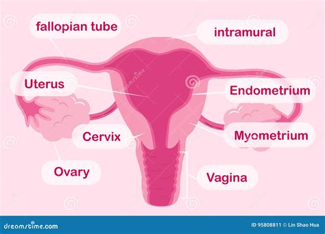 Cartoon Vagina Cartoons Illustrations Vector Stock Images Pictures To Download From