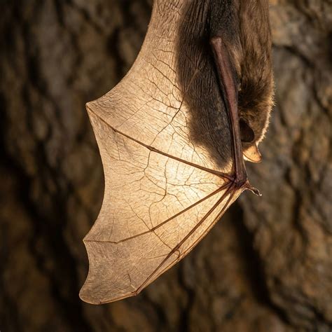 Free Bat Wing Anatomy Image Bat Wing Membrane Download At Stockcake