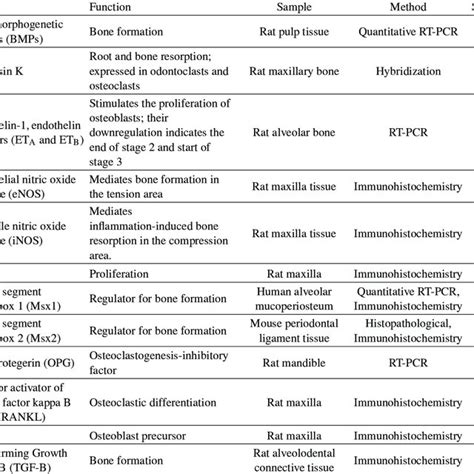 Classification Of Primitive Cells Stem Cells Are Primitive Cells That