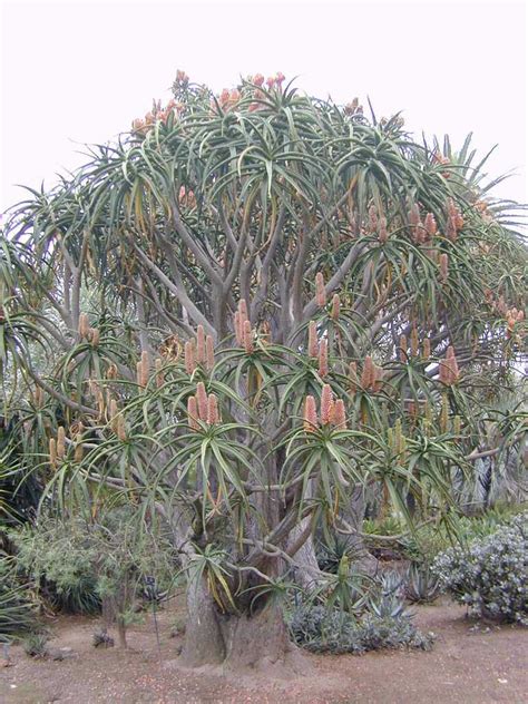 Tree Aloe Aloe Barberae