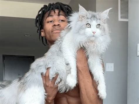Robin The Maine Coon Kitten And His Amazing Tricks
