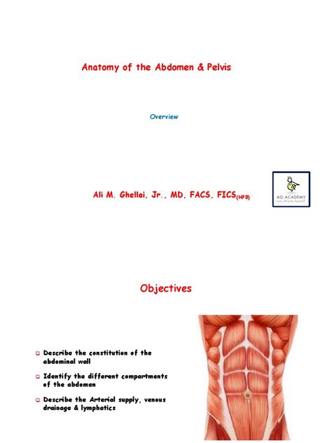 1 Overview Anaytomy Of Abdomen And Pelvis Pdf Abdomen Pelvis