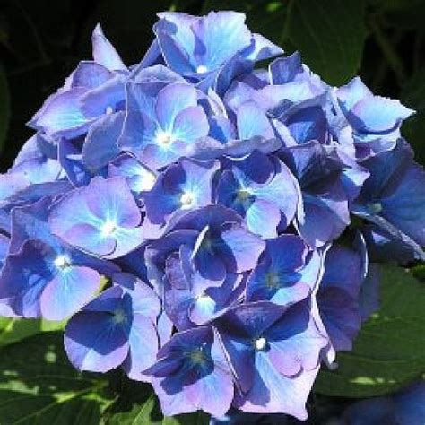 Hydrangea Macrophylla Enziandom At Loder Plants Rh13 6pp